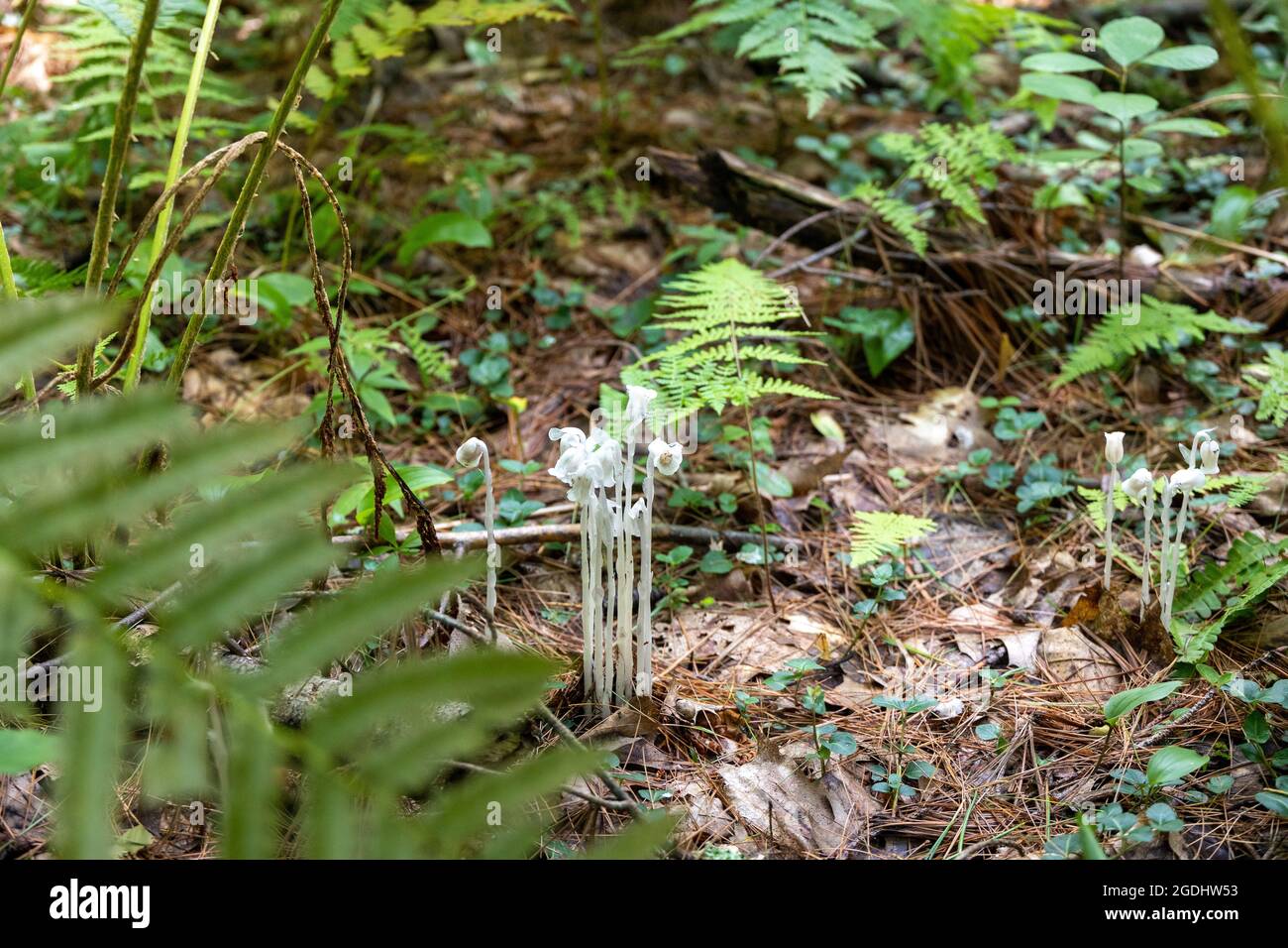 Ghost Pipe (Monotropa Uniflora) Growing Among Dead Leaves, Ferns Stock ...