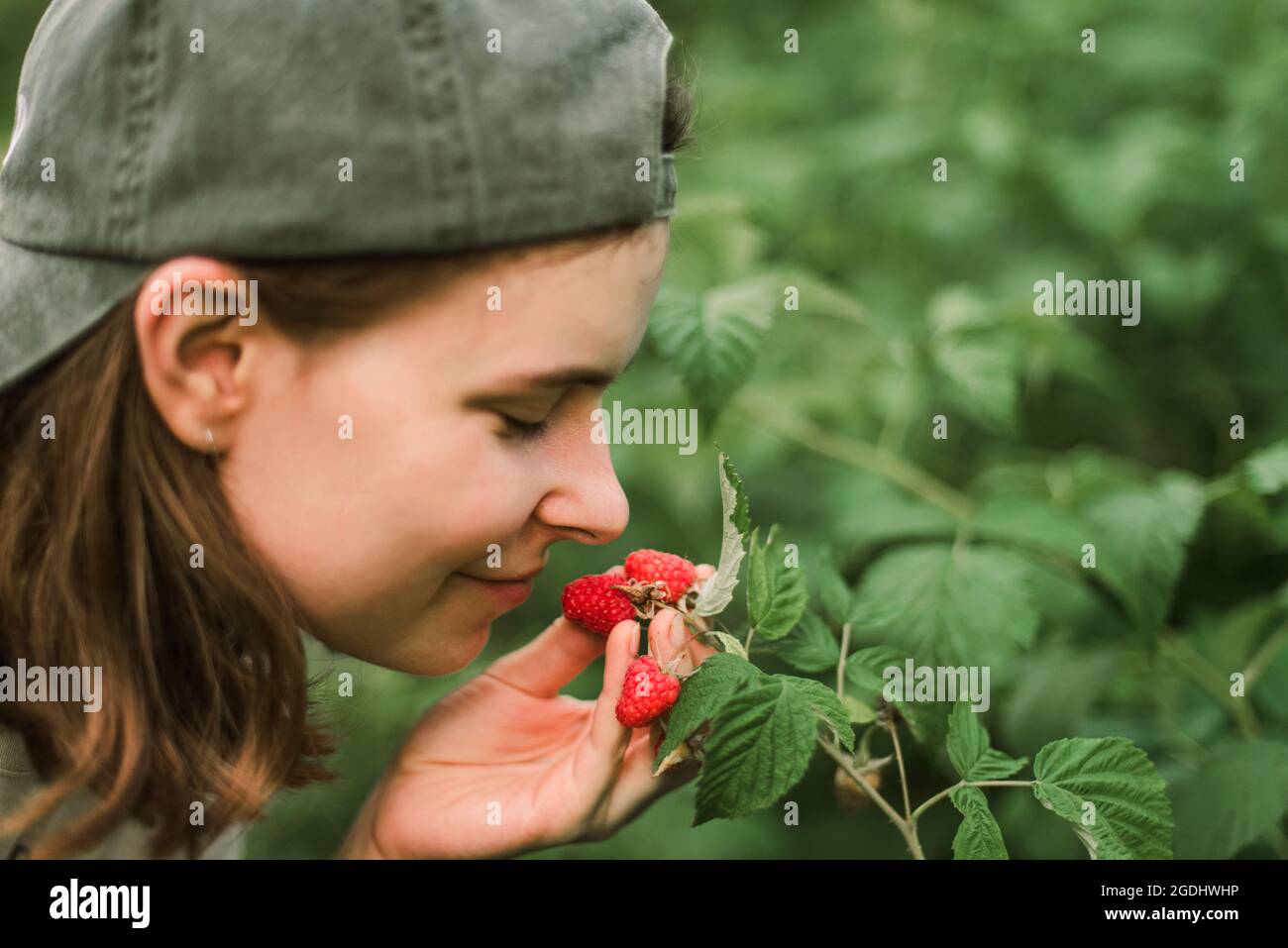 Hand picked freshly raspberries in garden Stock Photo - Alamy