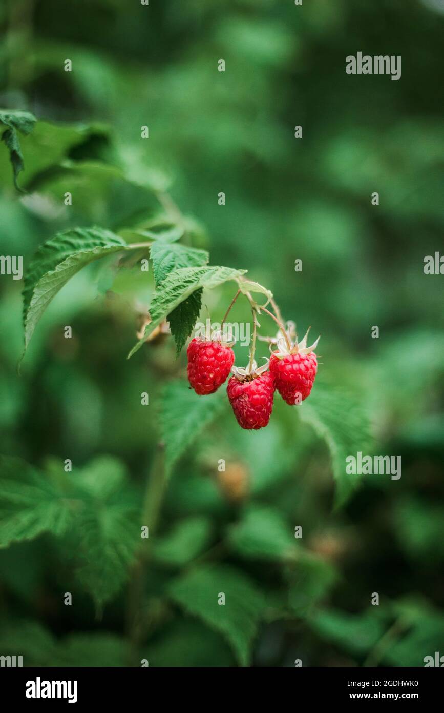 Red raspberry on the vine Stock Photo - Alamy