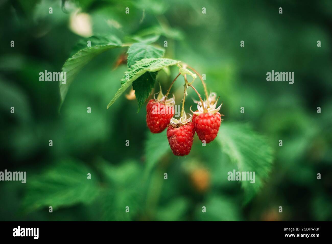 Red raspberry on the vine Stock Photo - Alamy