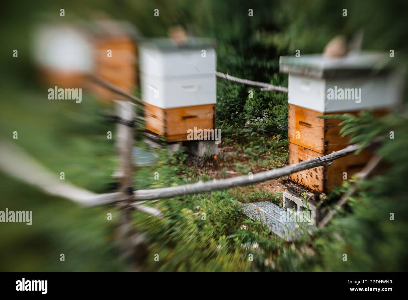Bees and hives at home Stock Photo - Alamy