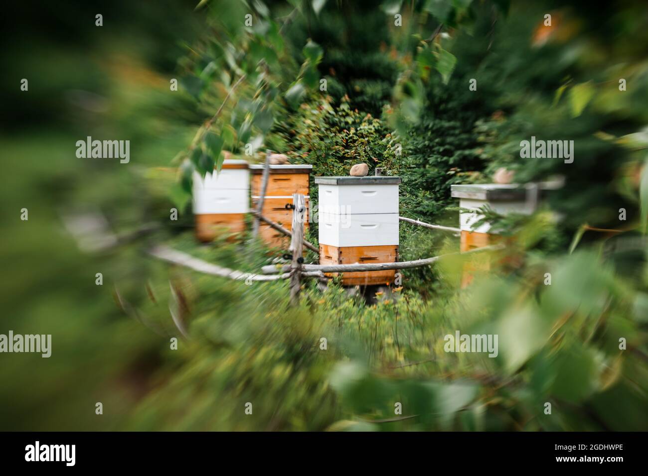 Bees and hives at home Stock Photo - Alamy