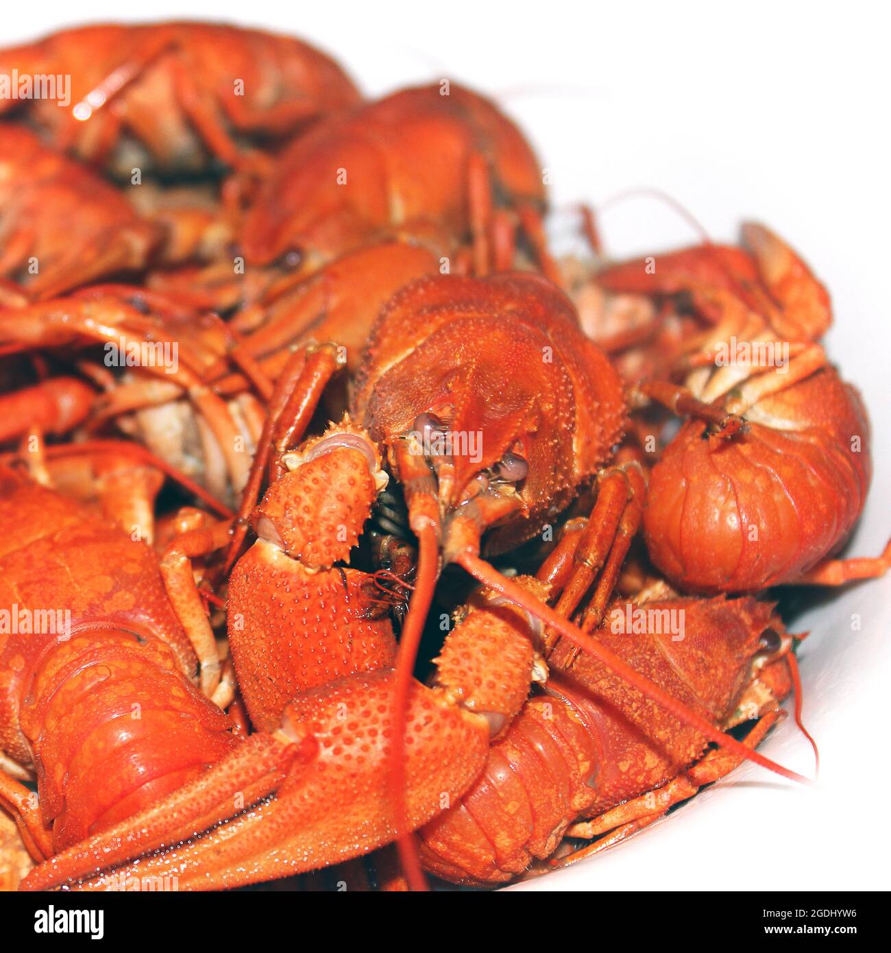 Boiled crayfish on a white background Stock Photo - Alamy