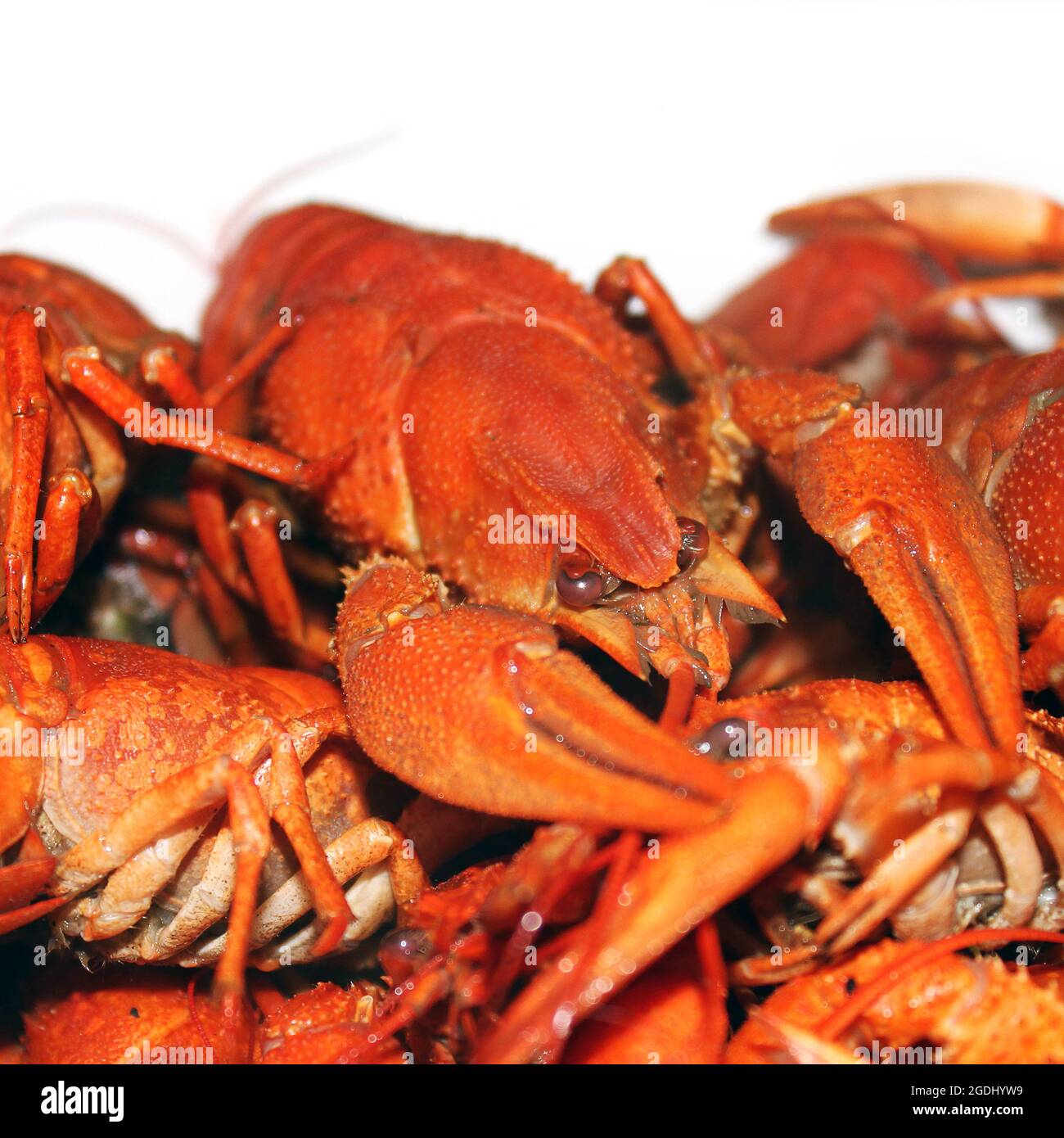 Boiled crayfish on a white background Stock Photo - Alamy