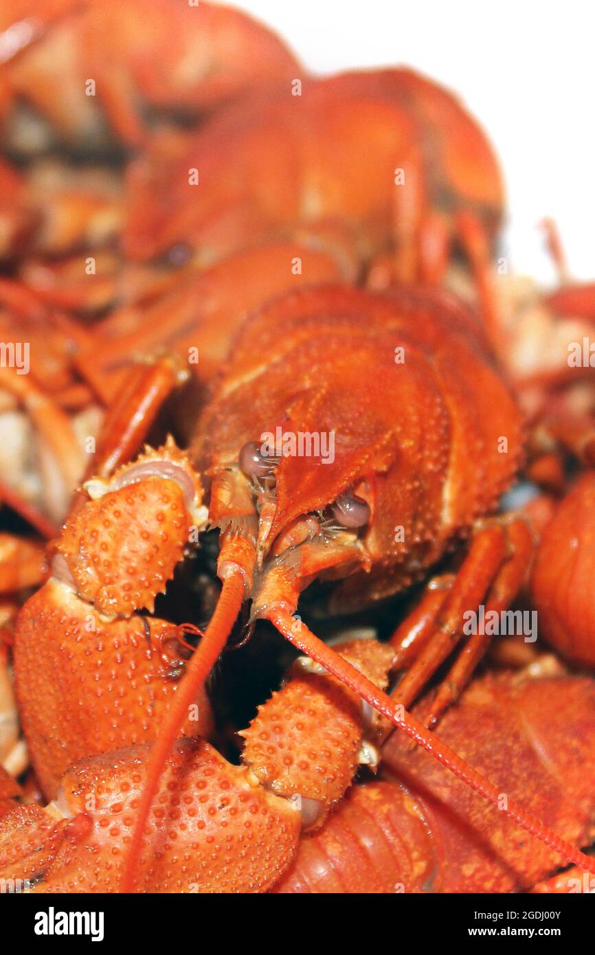 Boiled crayfish on a white background Stock Photo - Alamy