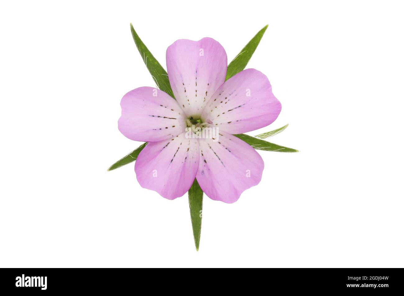 Corncockle, Agrostemma githago, flower isolated against white Stock ...