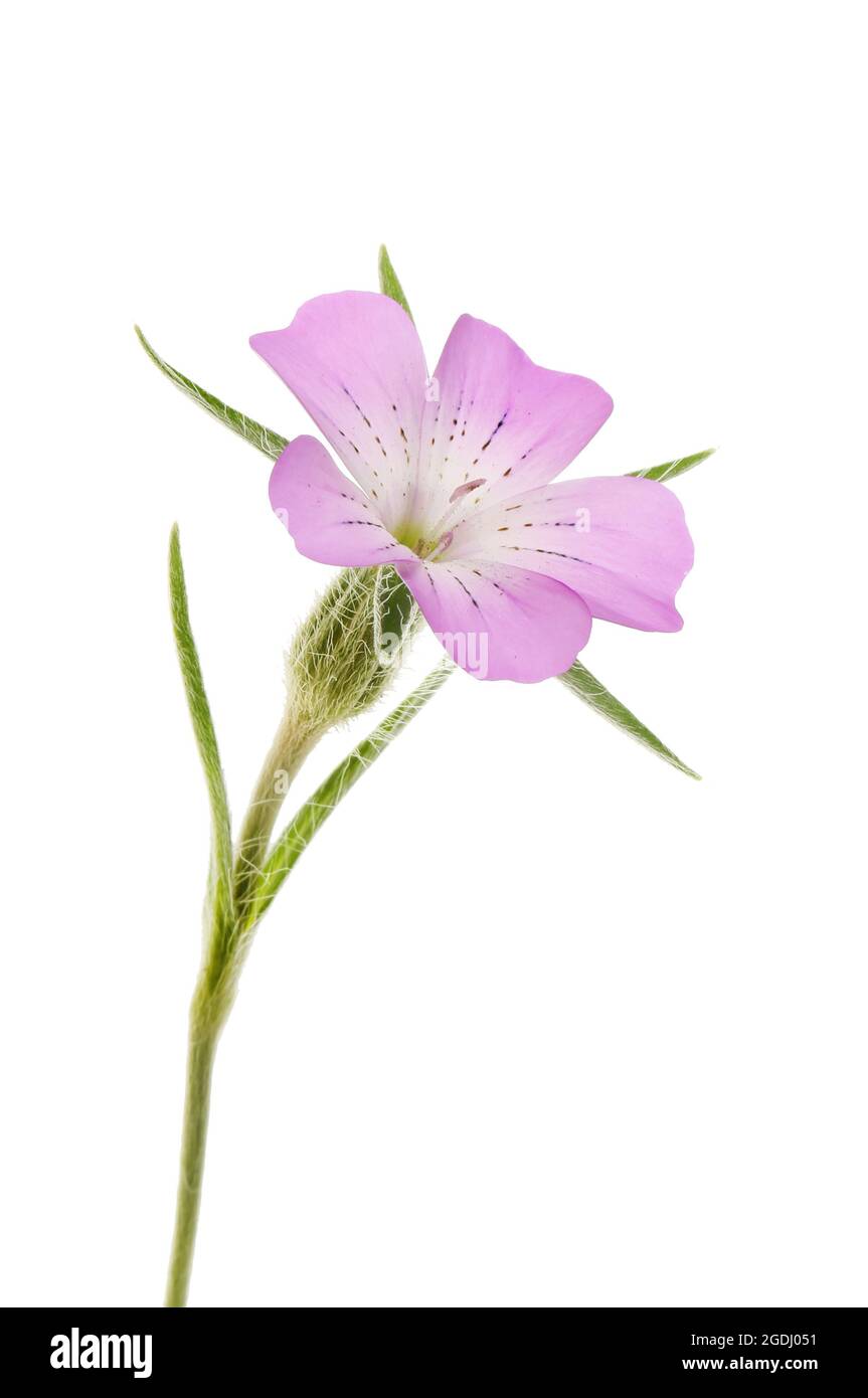 Corn-cockle,Agrostemma githago, flower and foliage isolated against ...