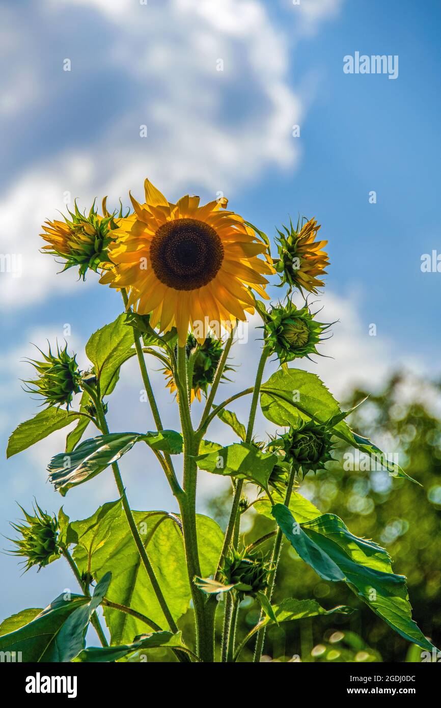 Yellow sun disk hi-res stock photography and images - Alamy