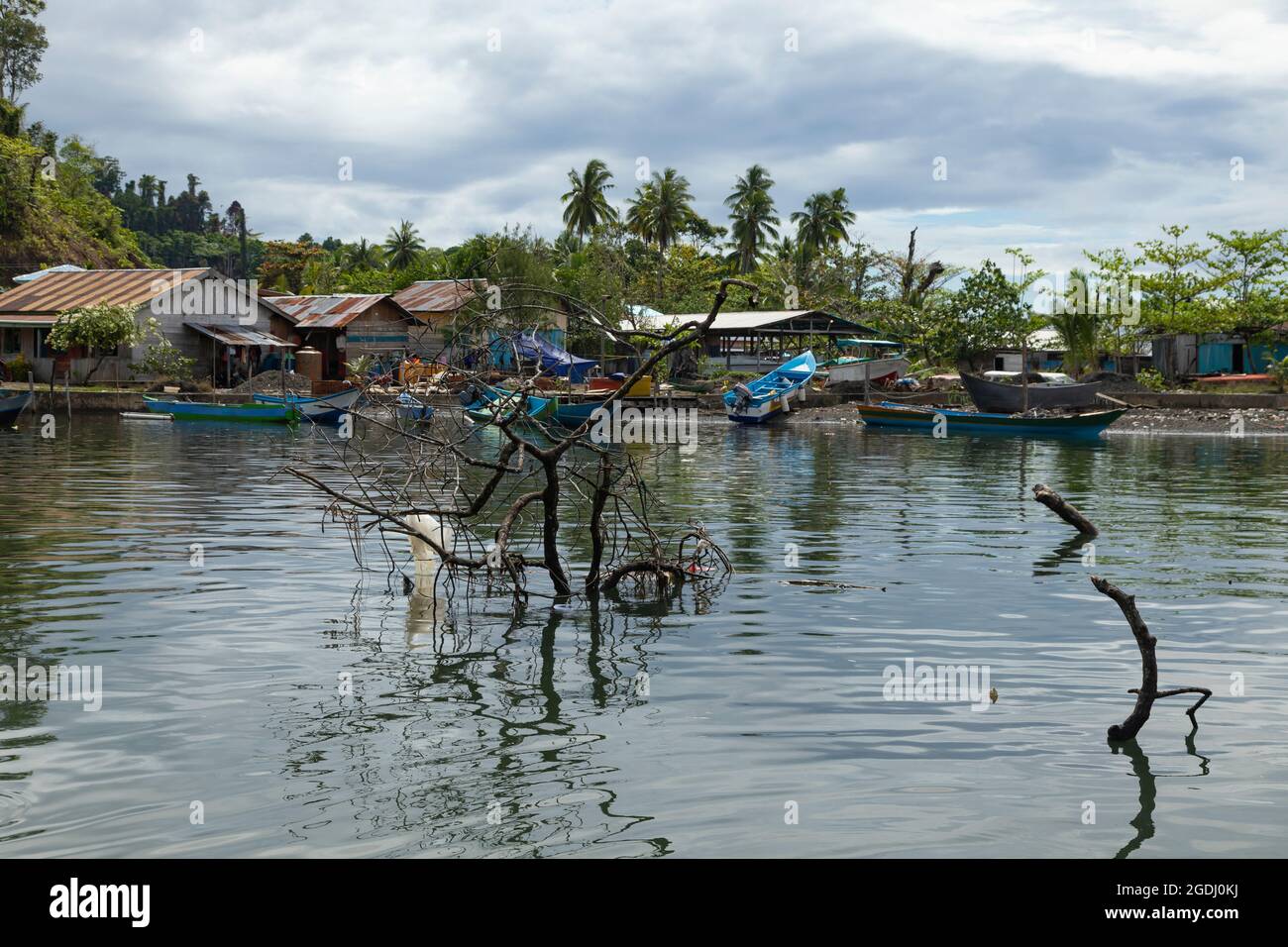 Waisai, Indonesia - Oct 17, 2019: The branches of a dead tree dominate ...