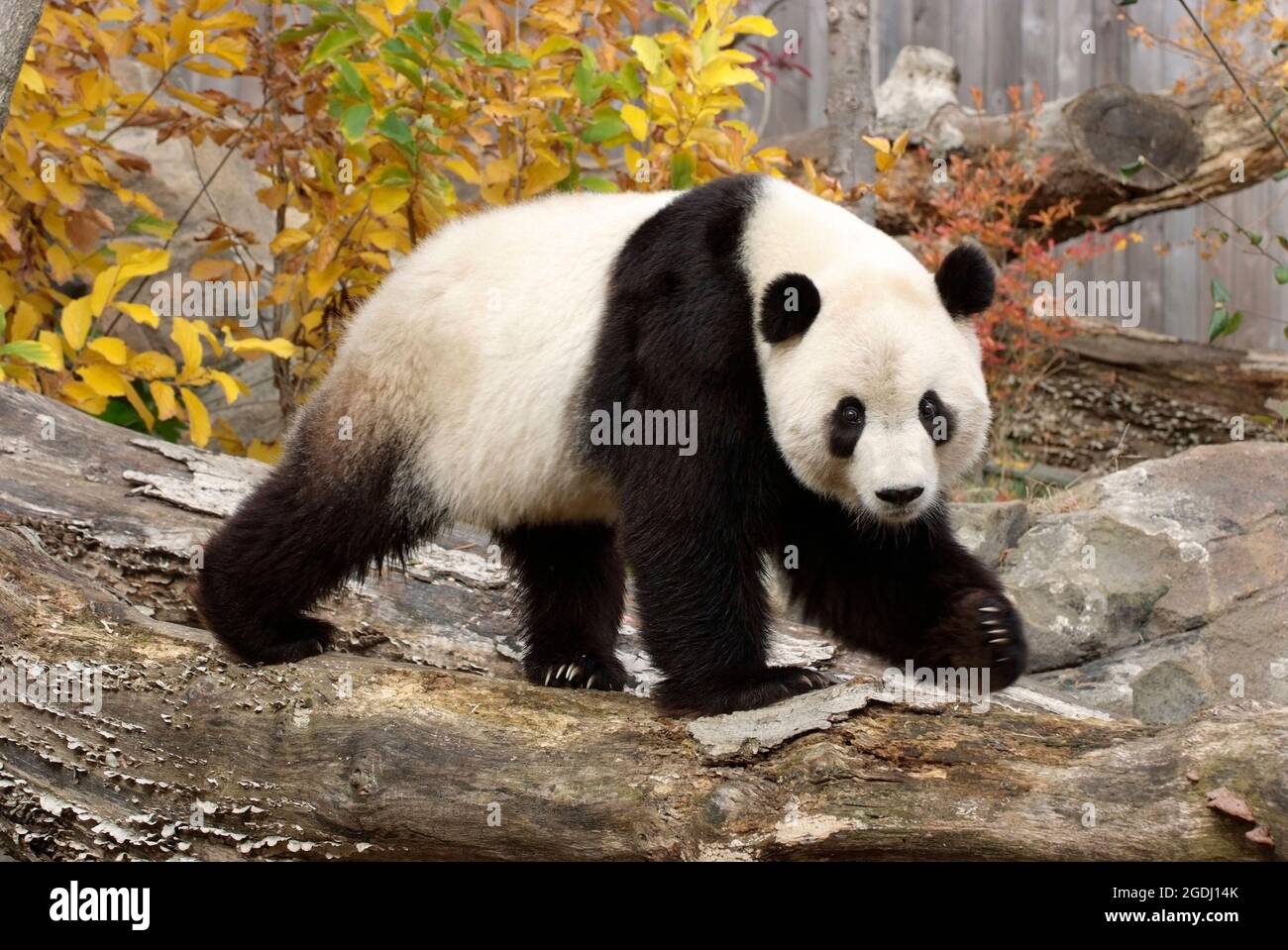 Male Giant Panda bear named Tai Shan walking outdoors, Smithsonian ...