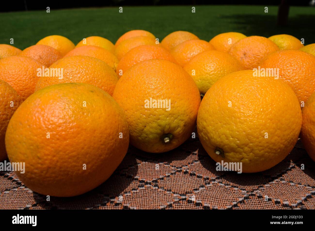 Farm fresh heaps of Citrus fruits Maltas in wicker basket. Organic ...