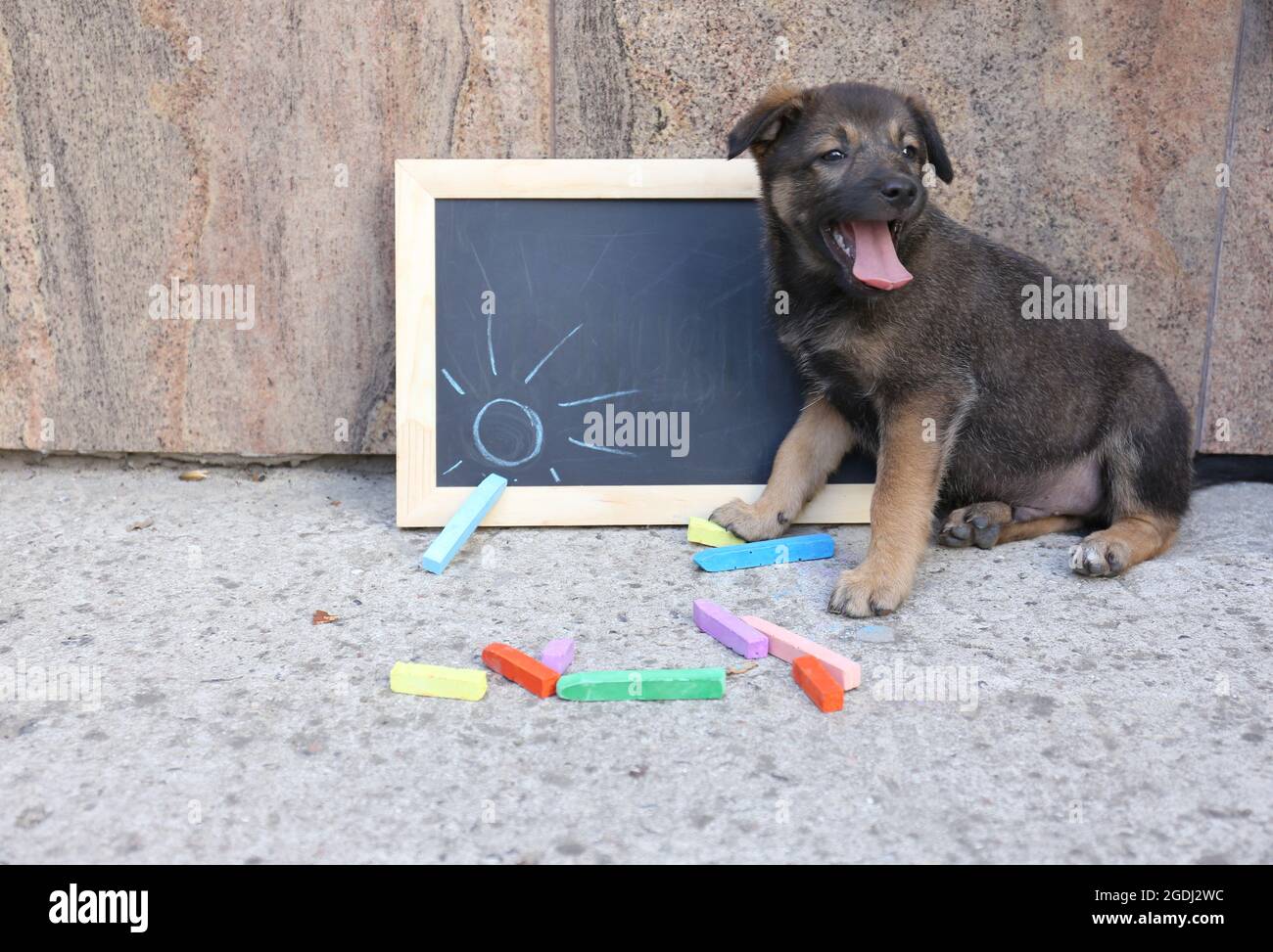 Puppy and blackboard and chalk on floor Stock Photo - Alamy
