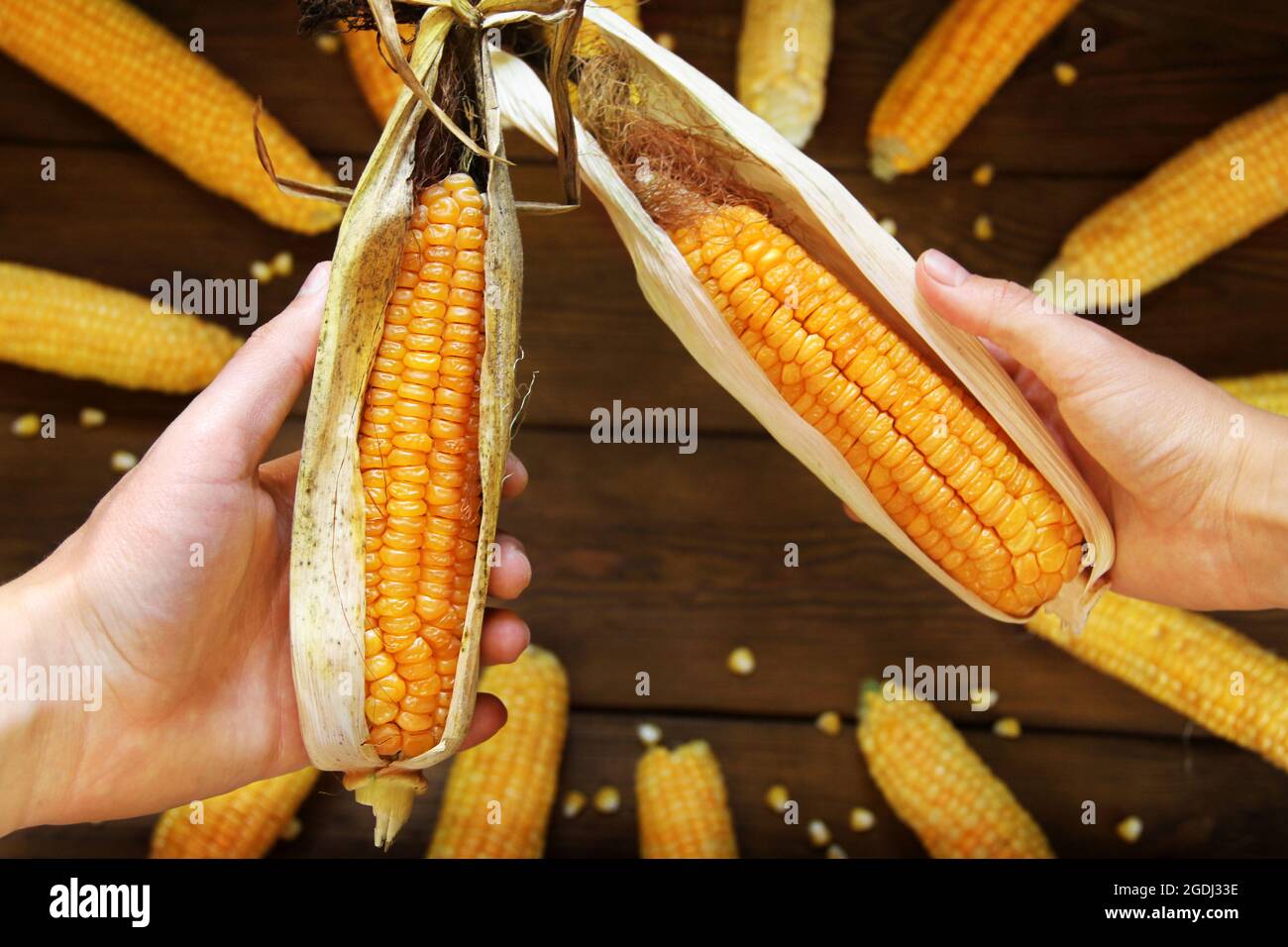 Corn. Yellow corn close up. Corn in hands Stock Photo - Alamy