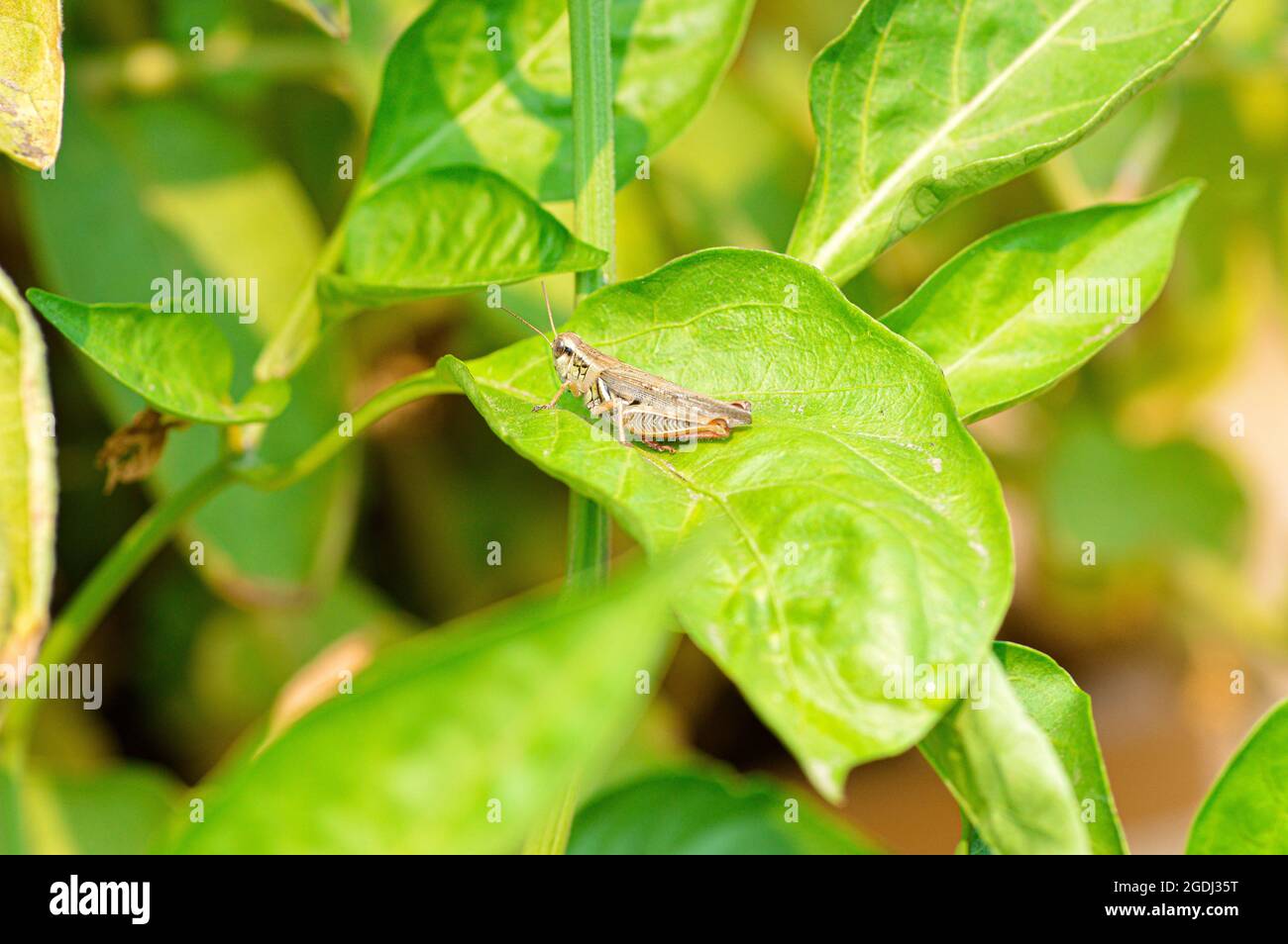 Cricket on leaf Stock Photo - Alamy