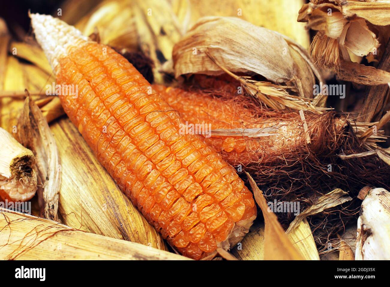 Corn. Background of dry corn Stock Photo - Alamy
