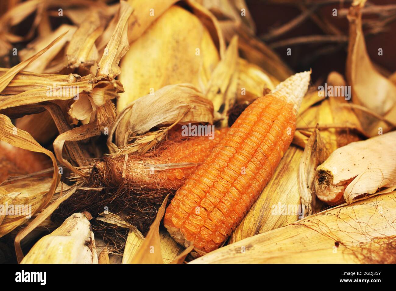 Corn. Background of dry corn Stock Photo - Alamy