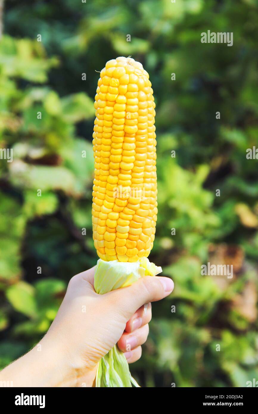 Corn. Yellow corn close up. Corn in hand Stock Photo - Alamy