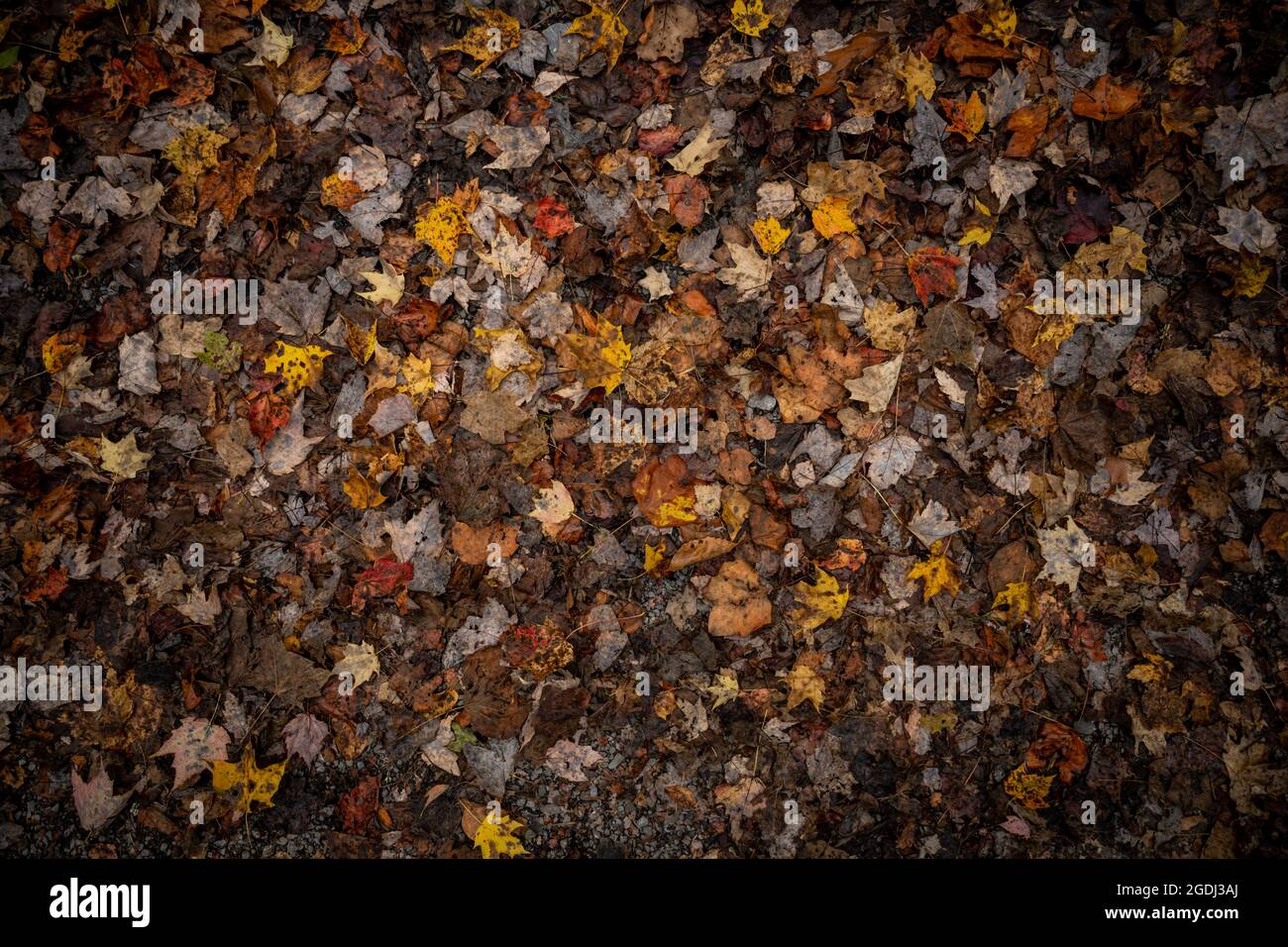 Forest Floor Texture In Fall along trail in Great Smoky Mountains ...