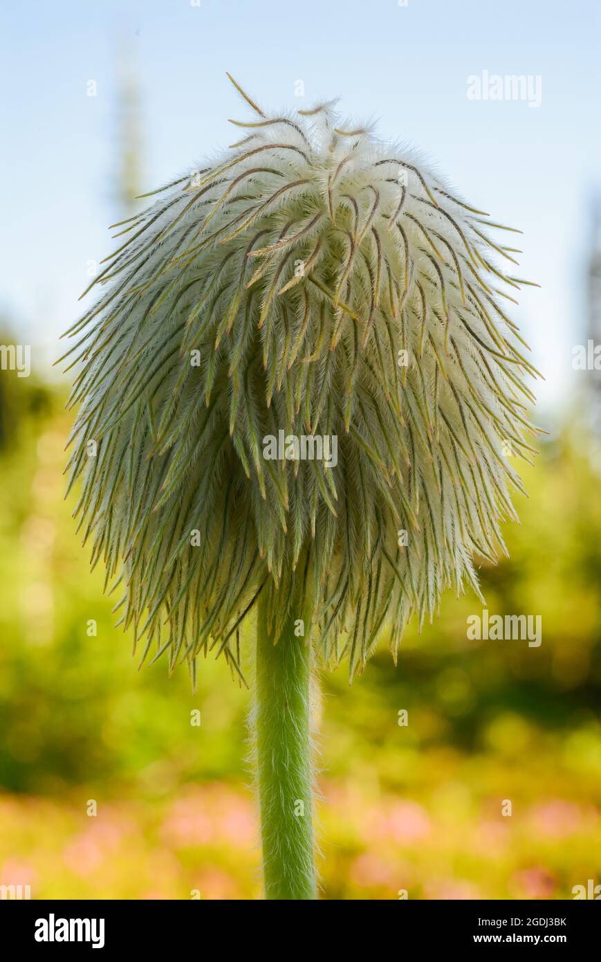 Fuzzy green hi-res stock photography and images - Alamy
