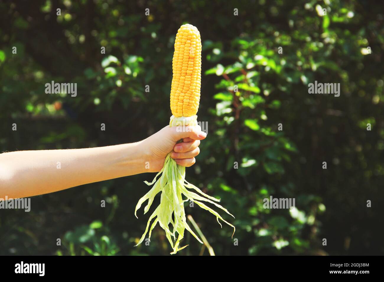 Corn. Yellow corn close up. Corn in hand Stock Photo - Alamy
