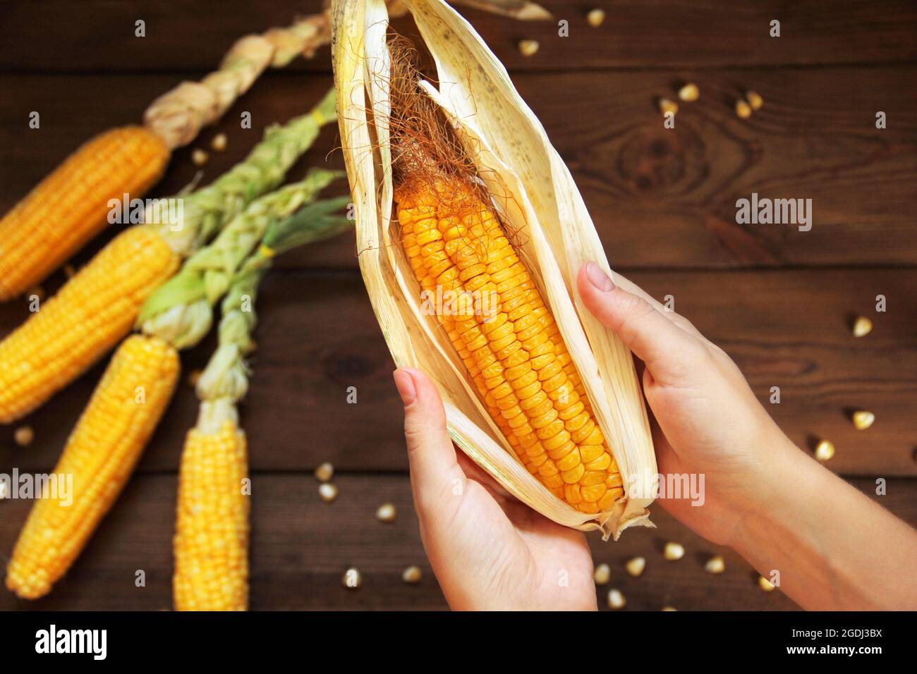 Corn. Yellow corn close up. Corn in hands Stock Photo - Alamy