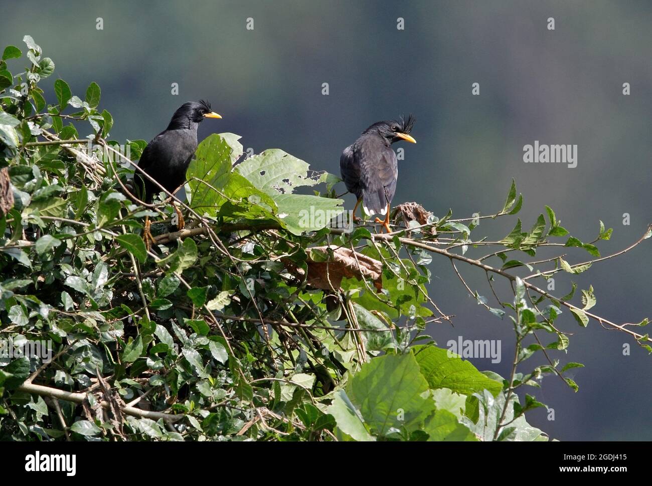 Javan Myna (Acridotheres javanicus) two adults perched in tree northern ...