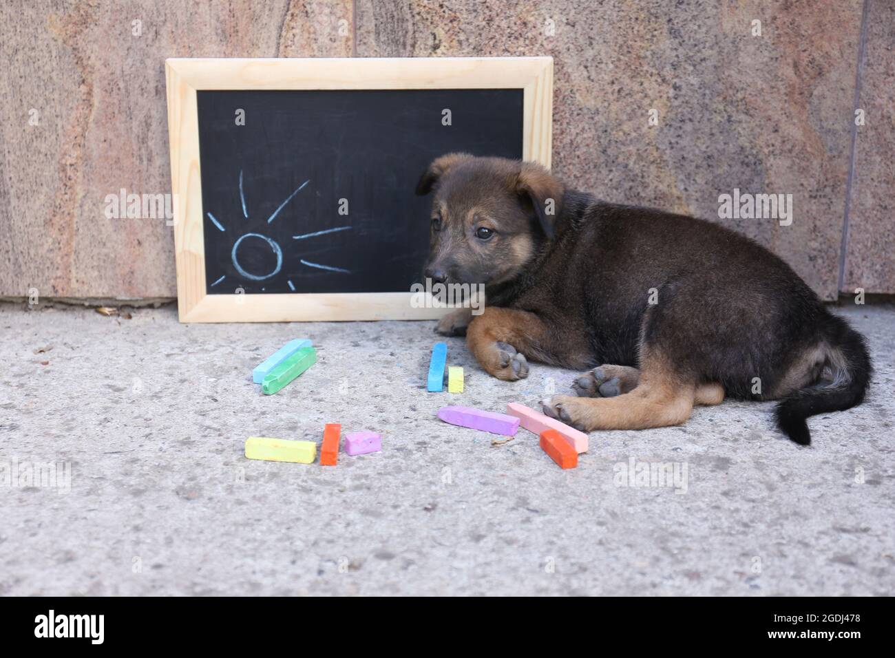 Puppy and blackboard and chalk on floor Stock Photo - Alamy