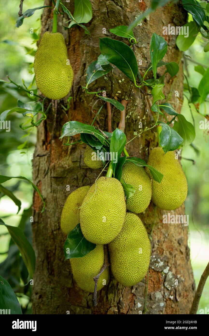 Vertical shot of a jackfruit tree on a blurred background Stock Photo ...