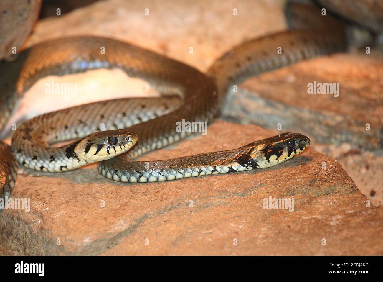 Ringelnatter / Grass snake / Natrix natrix Stock Photo - Alamy
