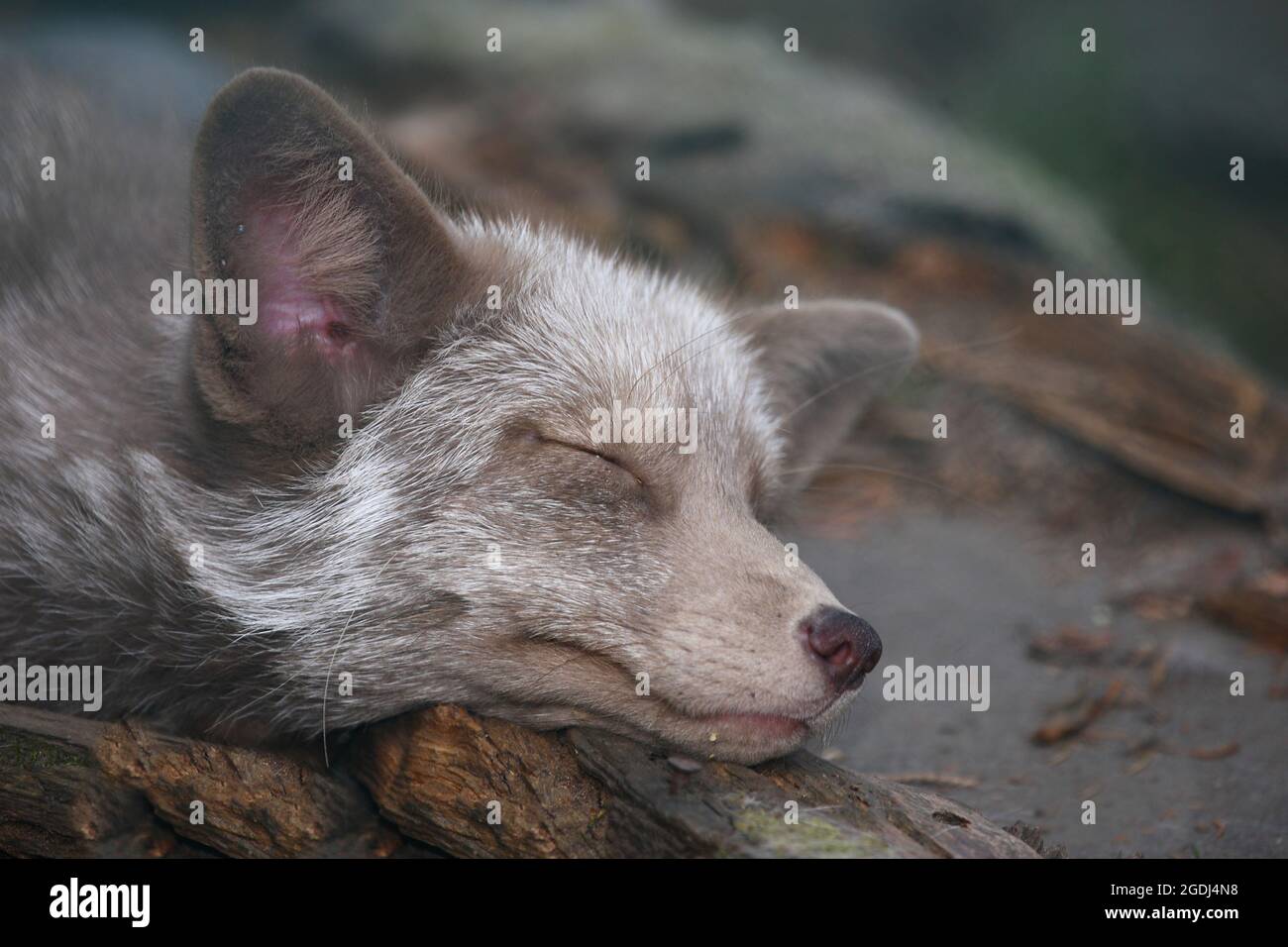 Pastellfuchs / Pastel fox / Vulpes Stock Photo - Alamy