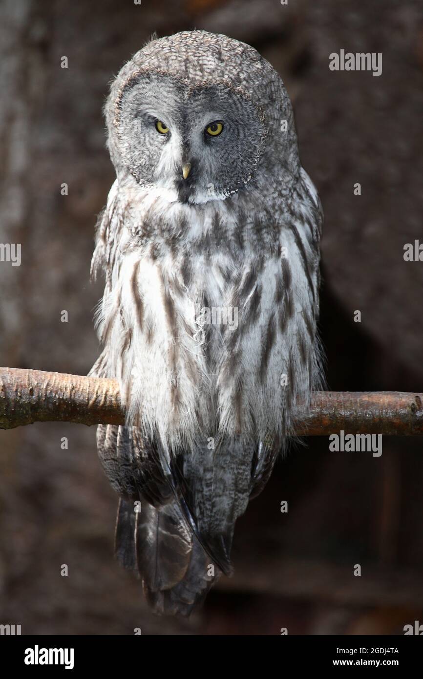 Bartkauz / Great grey owl / Strix nebulosa Stock Photo - Alamy Bartkauz / Great grey owl / Strix nebulosa Stock Photo - Alamy