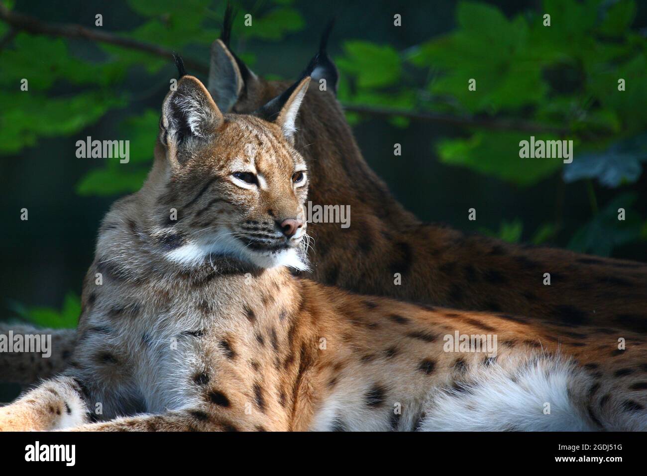 Eurasischer Luchs / Eurasian Lynx / Lynx lynx Stock Photo - Alamy