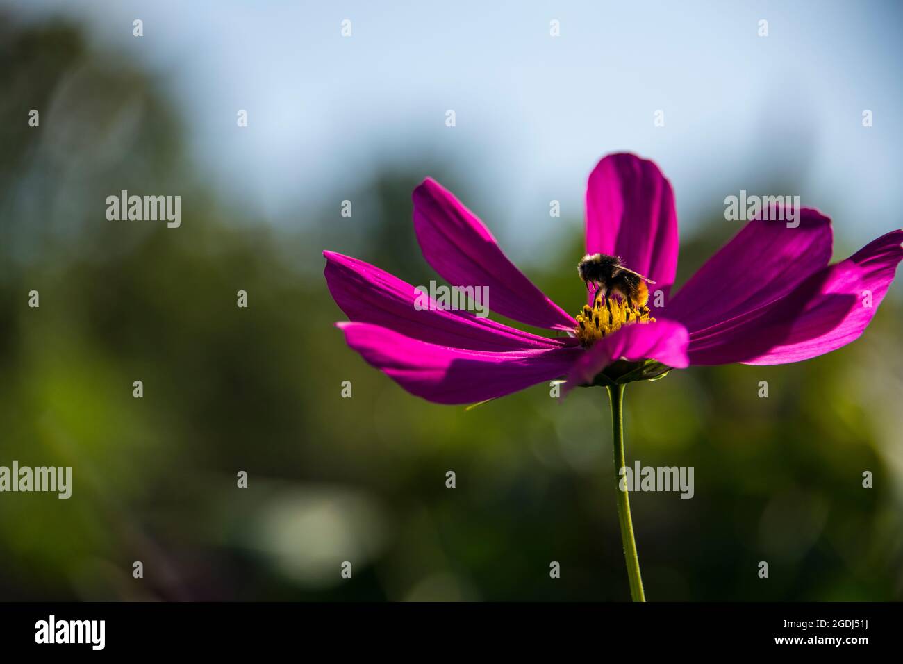 Beautiful purple marguerite in summer with a bee visitor for the ...