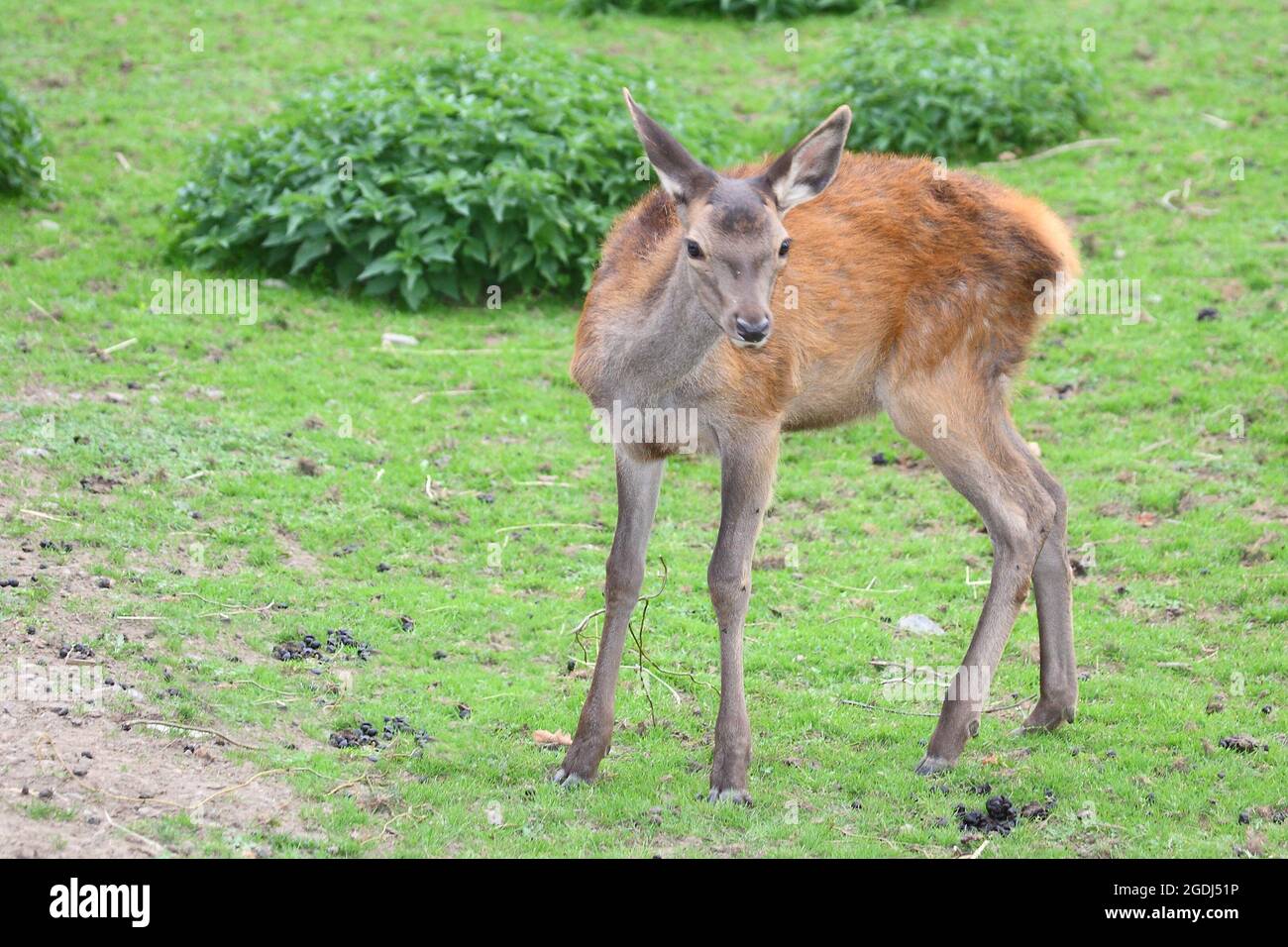 Jungtier young deer deers herbivore hi-res stock photography and images ...