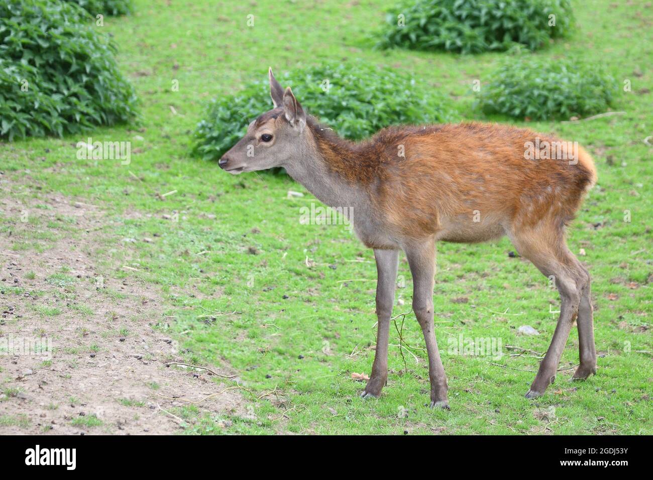 Jungtier young deer deers herbivore hi-res stock photography and images ...