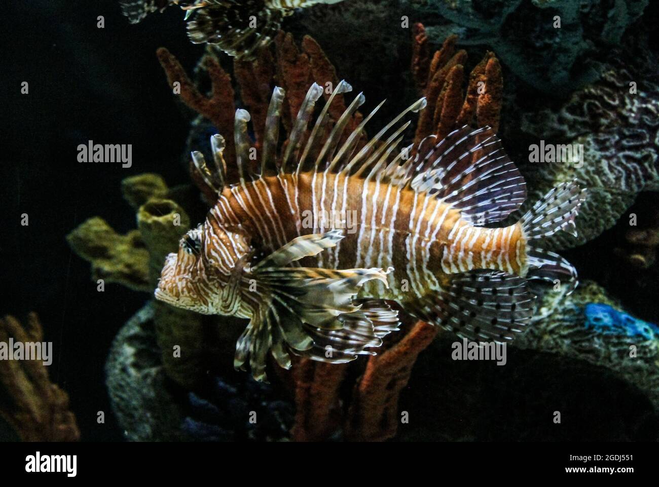 Closeup view of an extraordinary looking fish swimming in the water ...