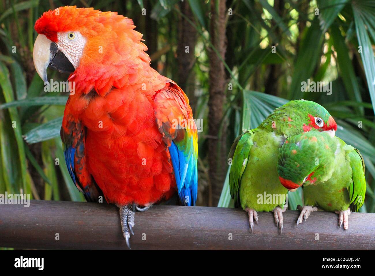 Cute view of three parrots sitting on the pole with the leaves in the ...