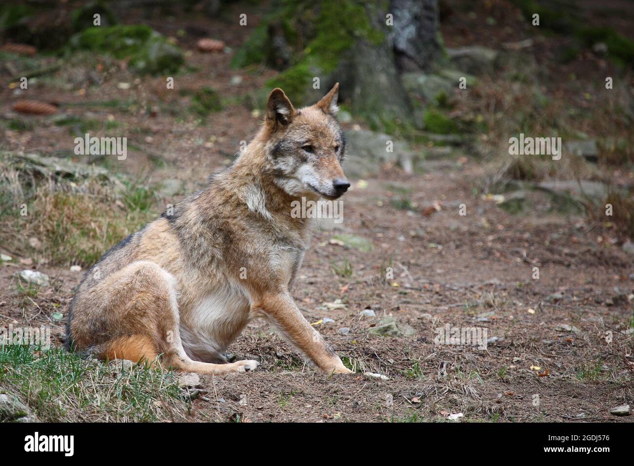 Wolf / Wolf / Canis lupus Stock Photo - Alamy
