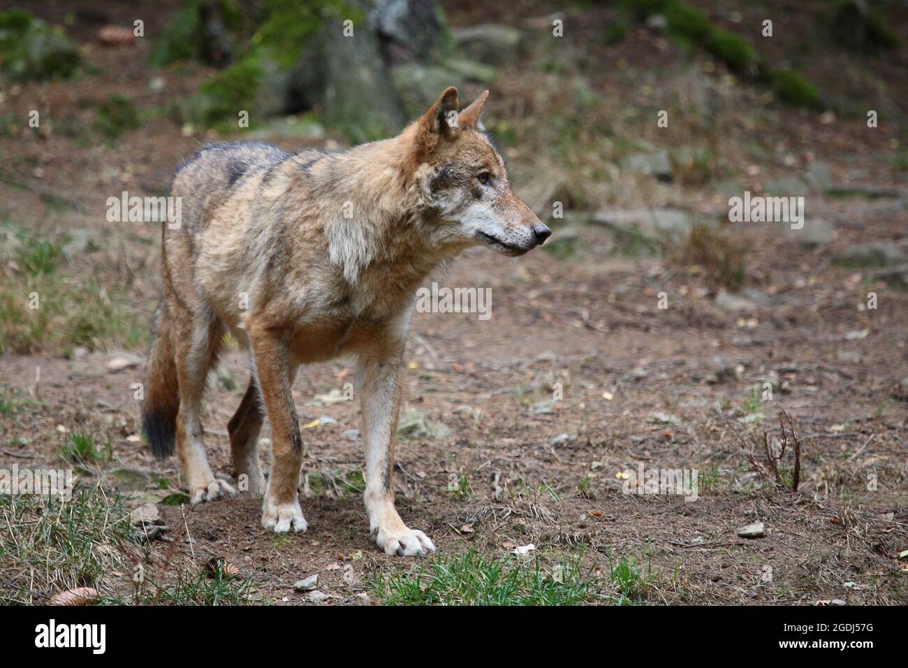 Wolf / Wolf / Canis lupus Stock Photo - Alamy