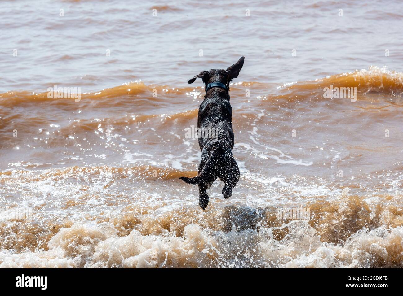 dog leaping into the water, dog leaping into the waves, dog jumping ...