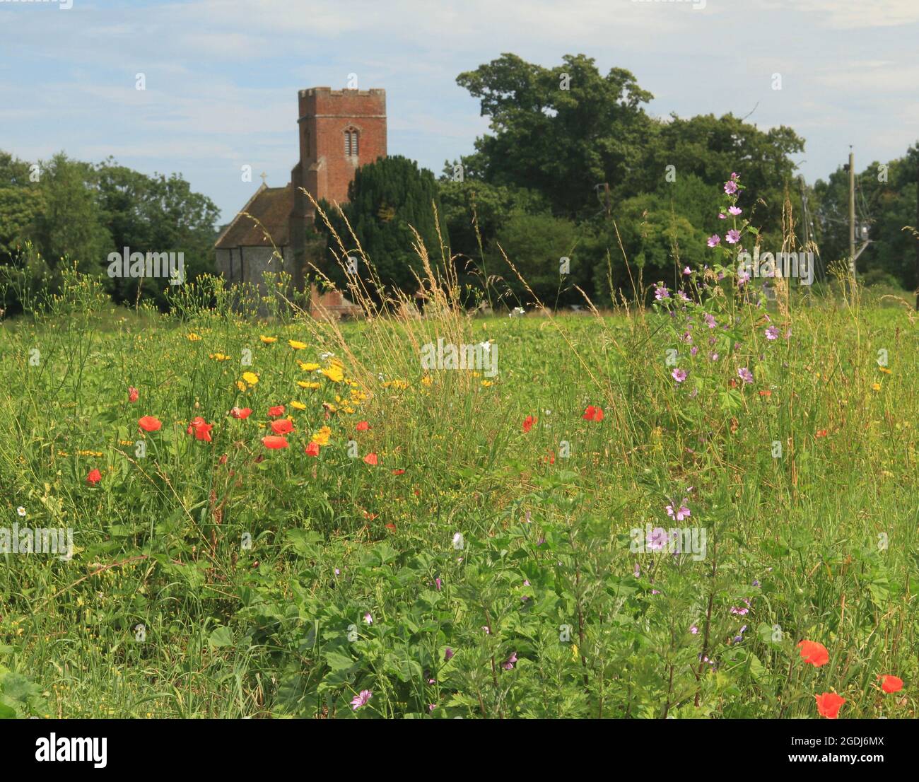 Summer flowers in Hemley, Suffolk Stock Photo - Alamy