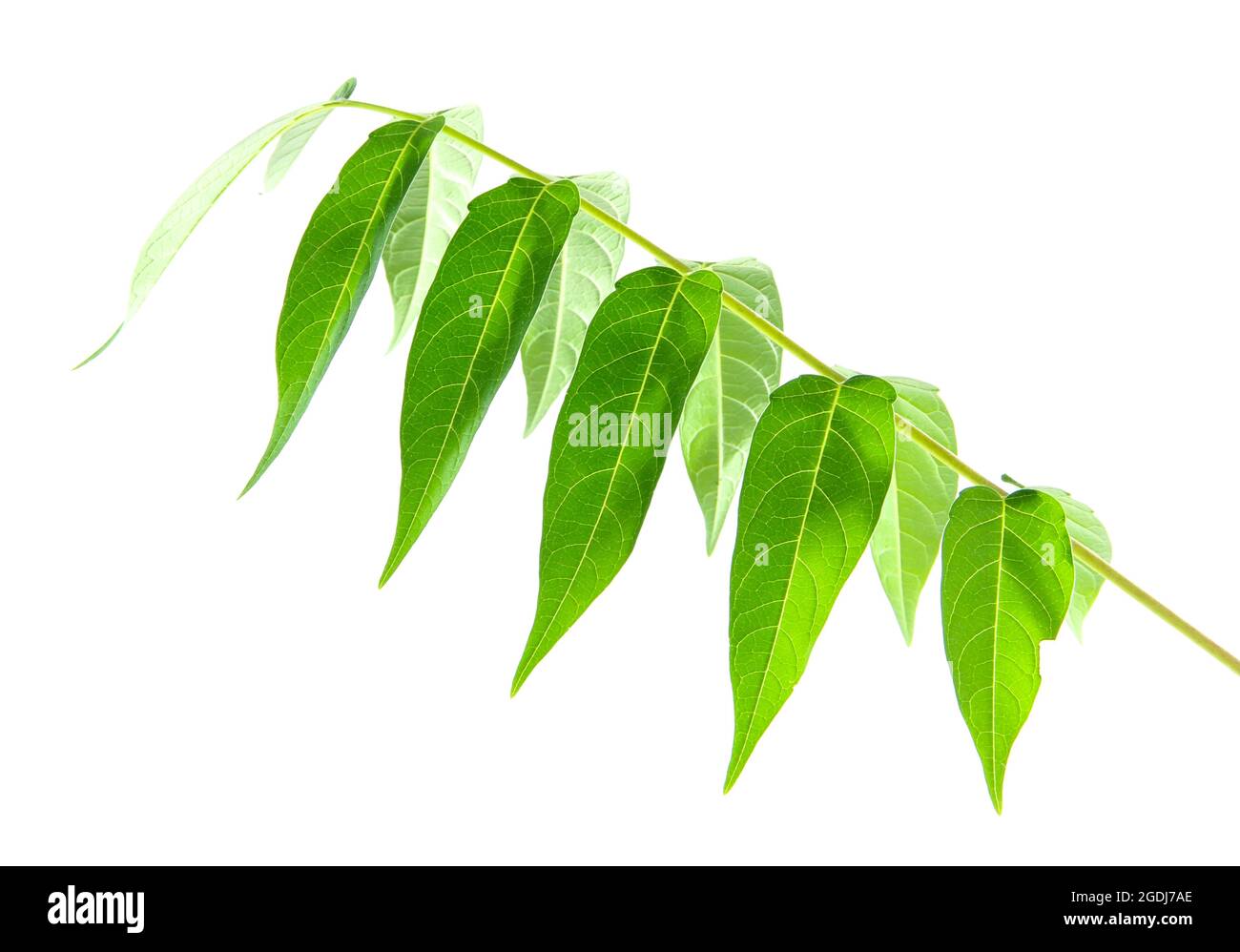 Green brunch on white background isolated Stock Photo - Alamy