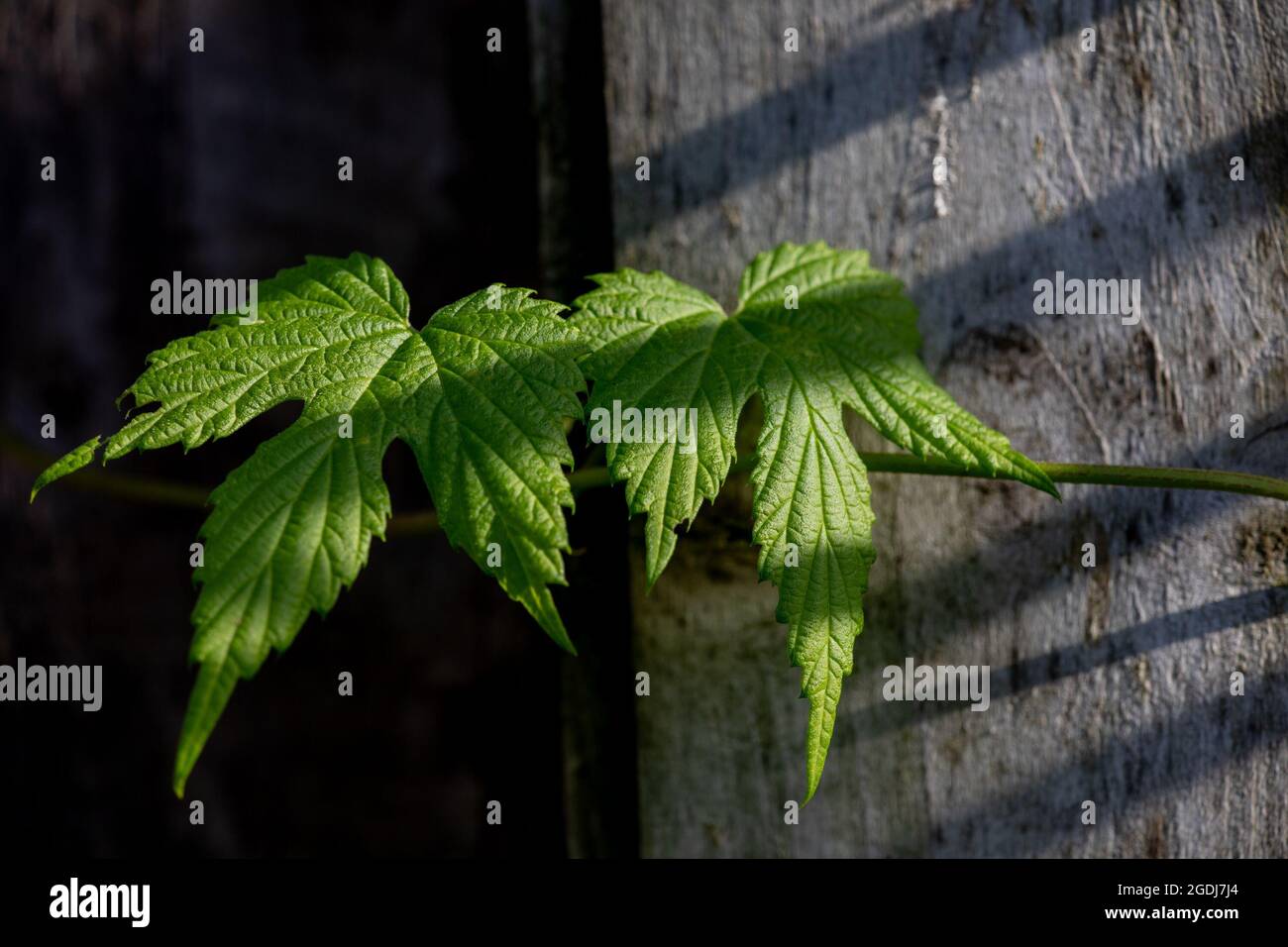 Hop Leaves (Humulus lupulus Stock Photo - Alamy