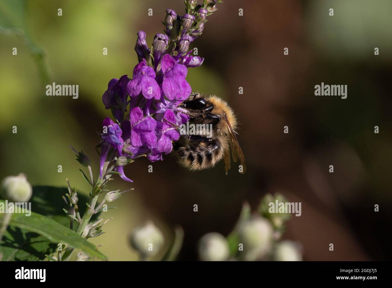 Common carder bumblebee (Bombus pascuorum) foraging Stock Photo - Alamy
