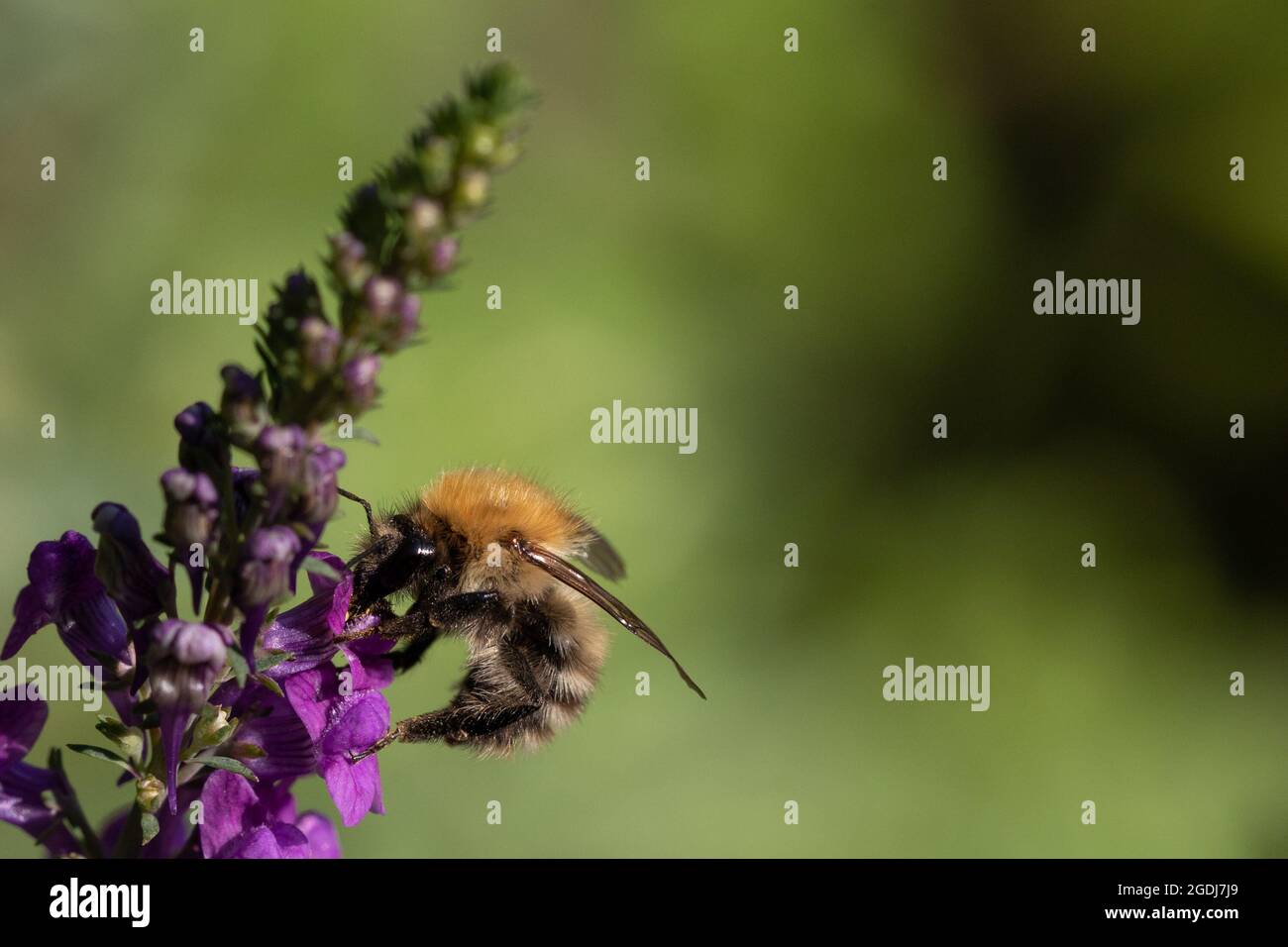 Common carder bumblebee (Bombus pascuorum) foraging Stock Photo - Alamy