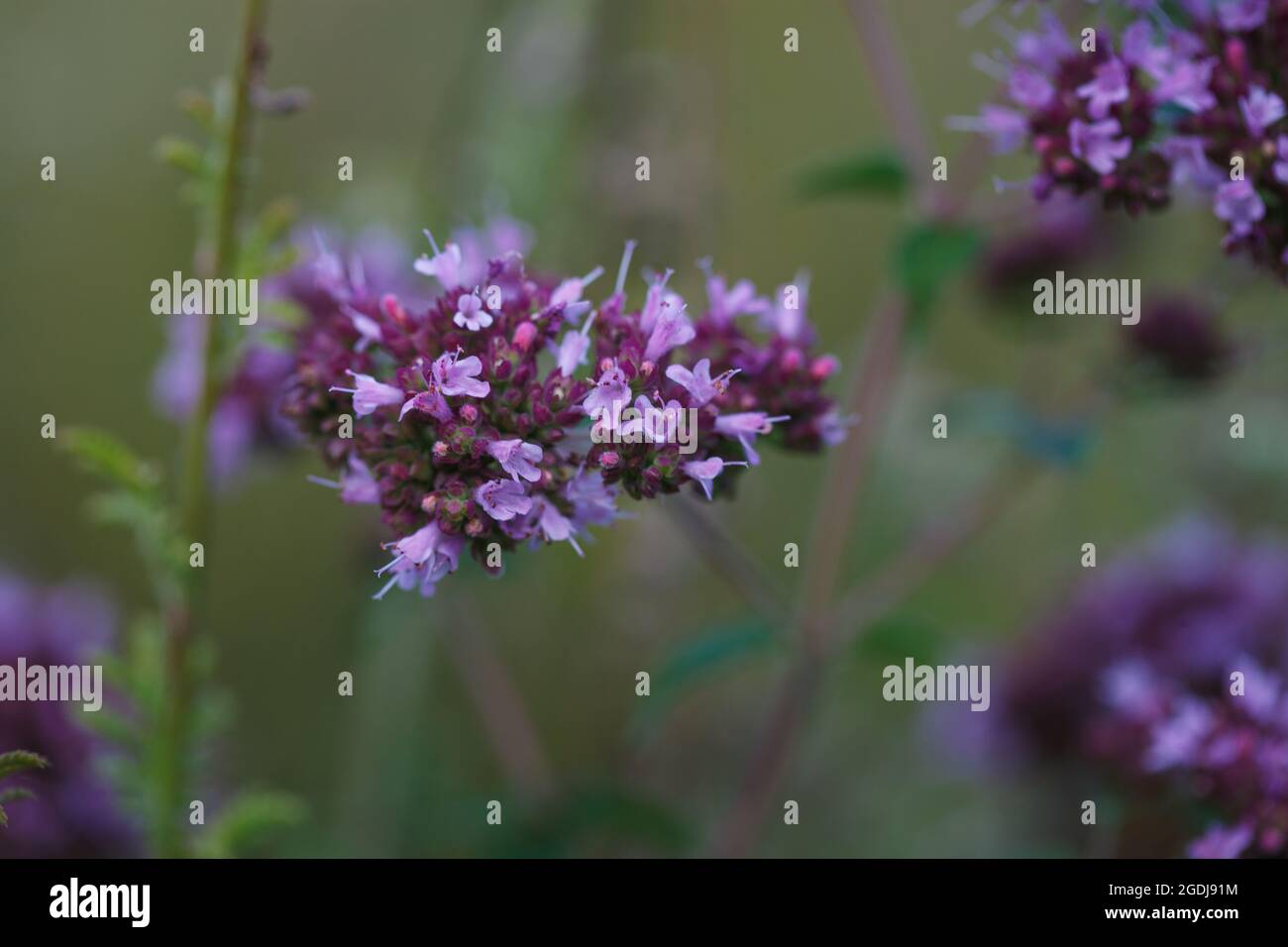 Close-up photo of pretty blooming wild oregano herb with small purple ...