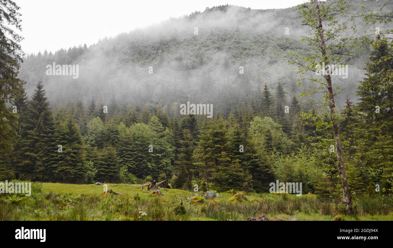 Beautiful coniferous forest in the black forest hi-res stock ...