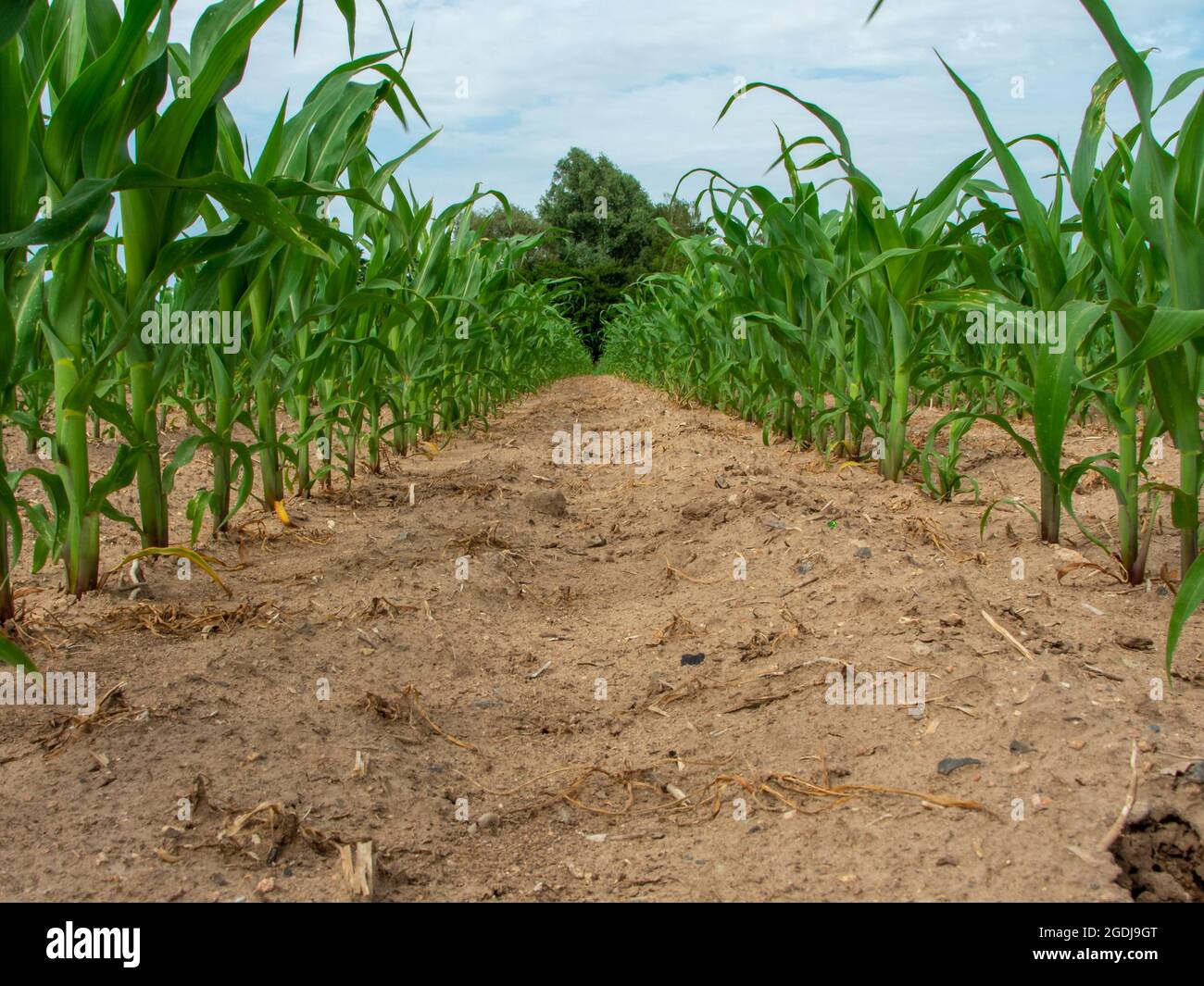 Pathway in an agricultural field surrounded by green plants Stock Photo ...
