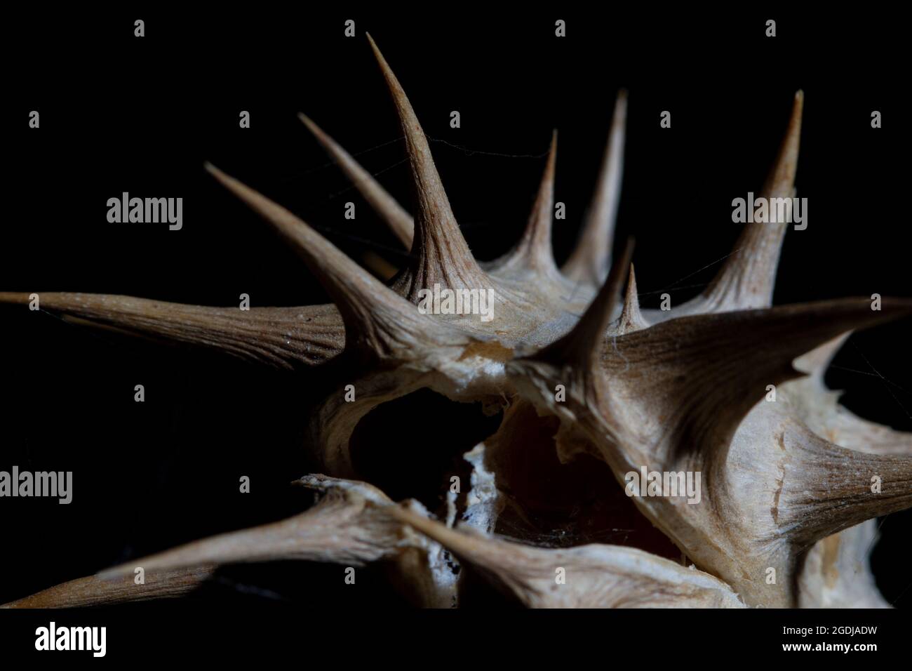 Datura capsule hi-res stock photography and images - Alamy