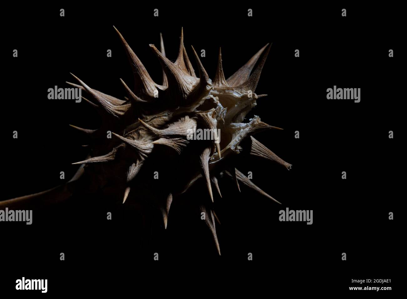 Datura capsule hi-res stock photography and images - Alamy
